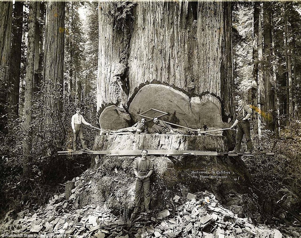 11 Loggers and the giant Mark Twain redwood cut down in California, 1892.jpg | Canadian Corvette ...