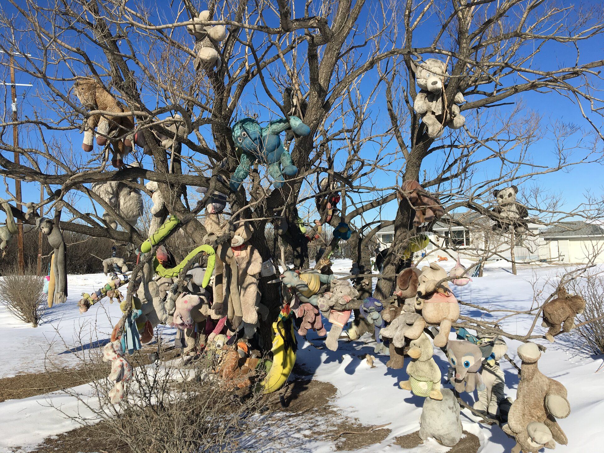 83333F74-F331-4D11-B2D0-D5A5145EB53E.jpeg | Canadian Corvette Forums