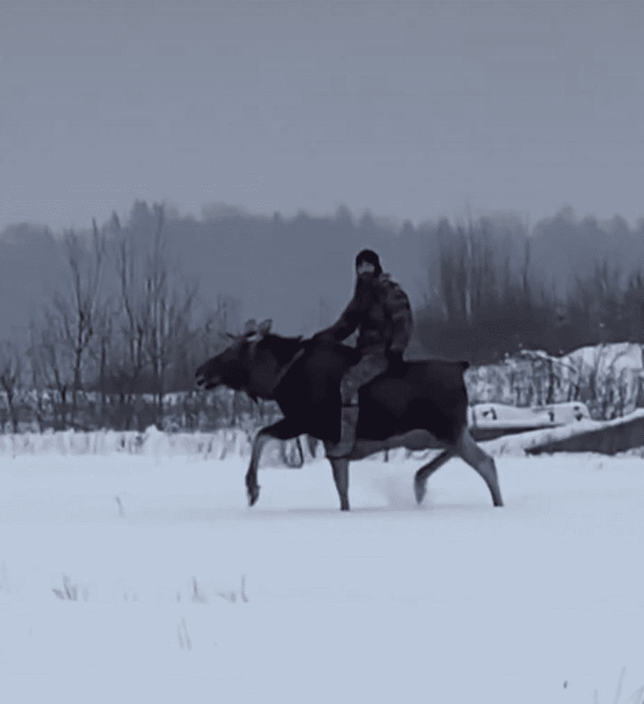 moose ride.png | Canadian Corvette Forums